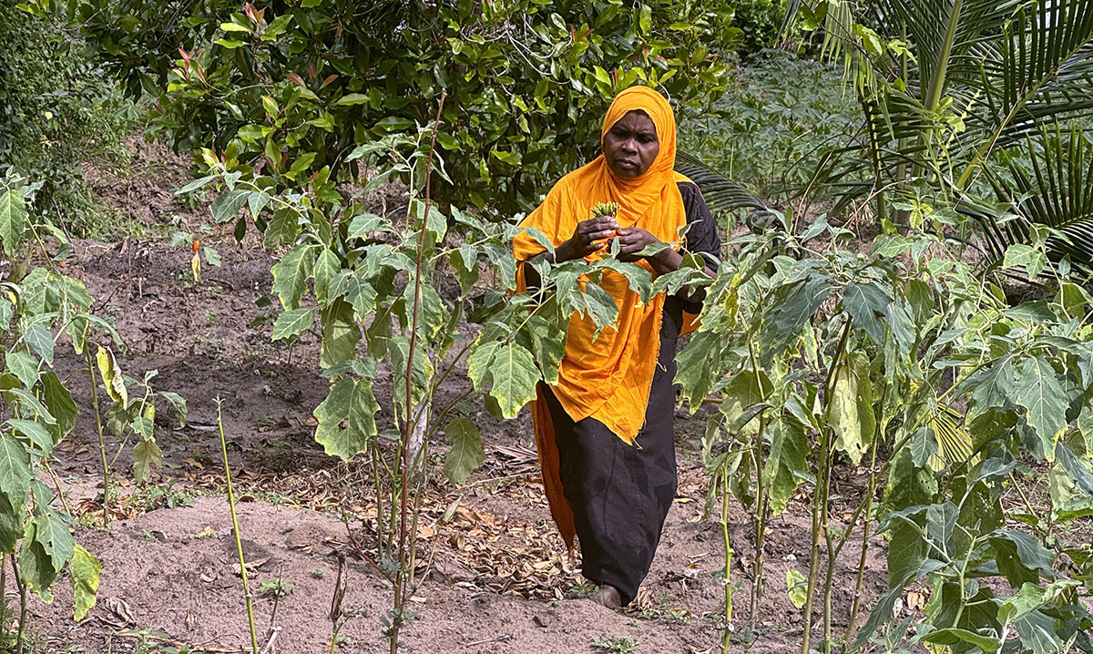 Zanzibar Regenerative Agriculture Grows New Opportunities – Barefoot ...
